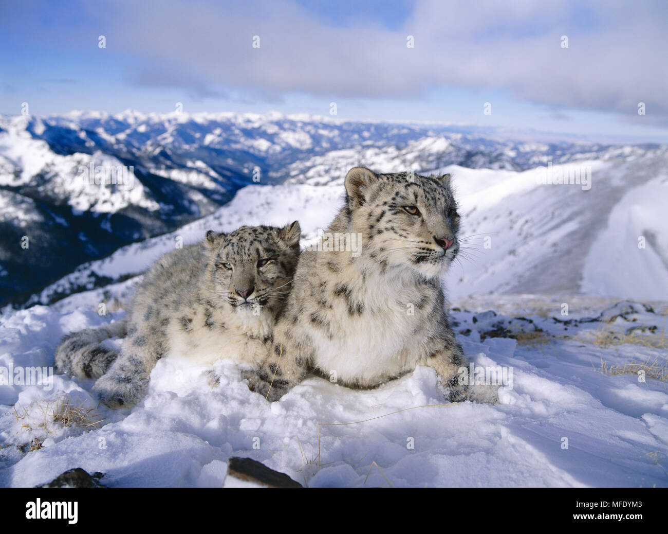 SNOW LEOPARD Panthera uncia Stock Photo - Alamy
