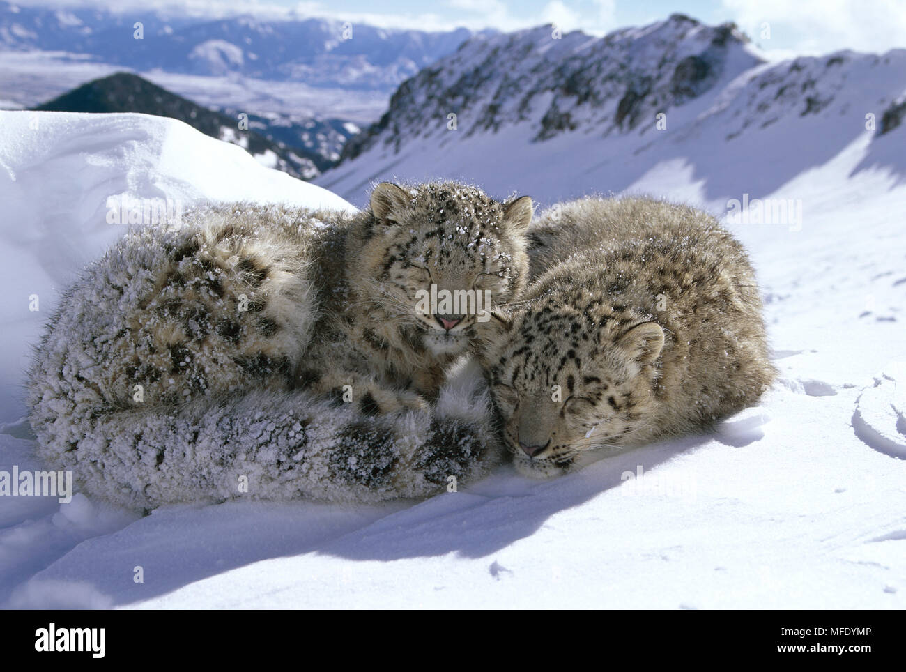 SNOW LEOPARD Panthera uncia Stock Photo - Alamy