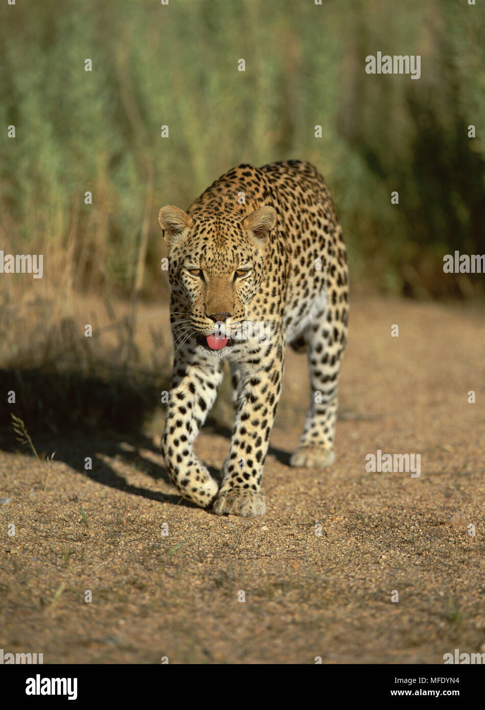 AFRICAN LEOPARD Panthera pardus Namib Nakluft Desert, Namibia Stock ...