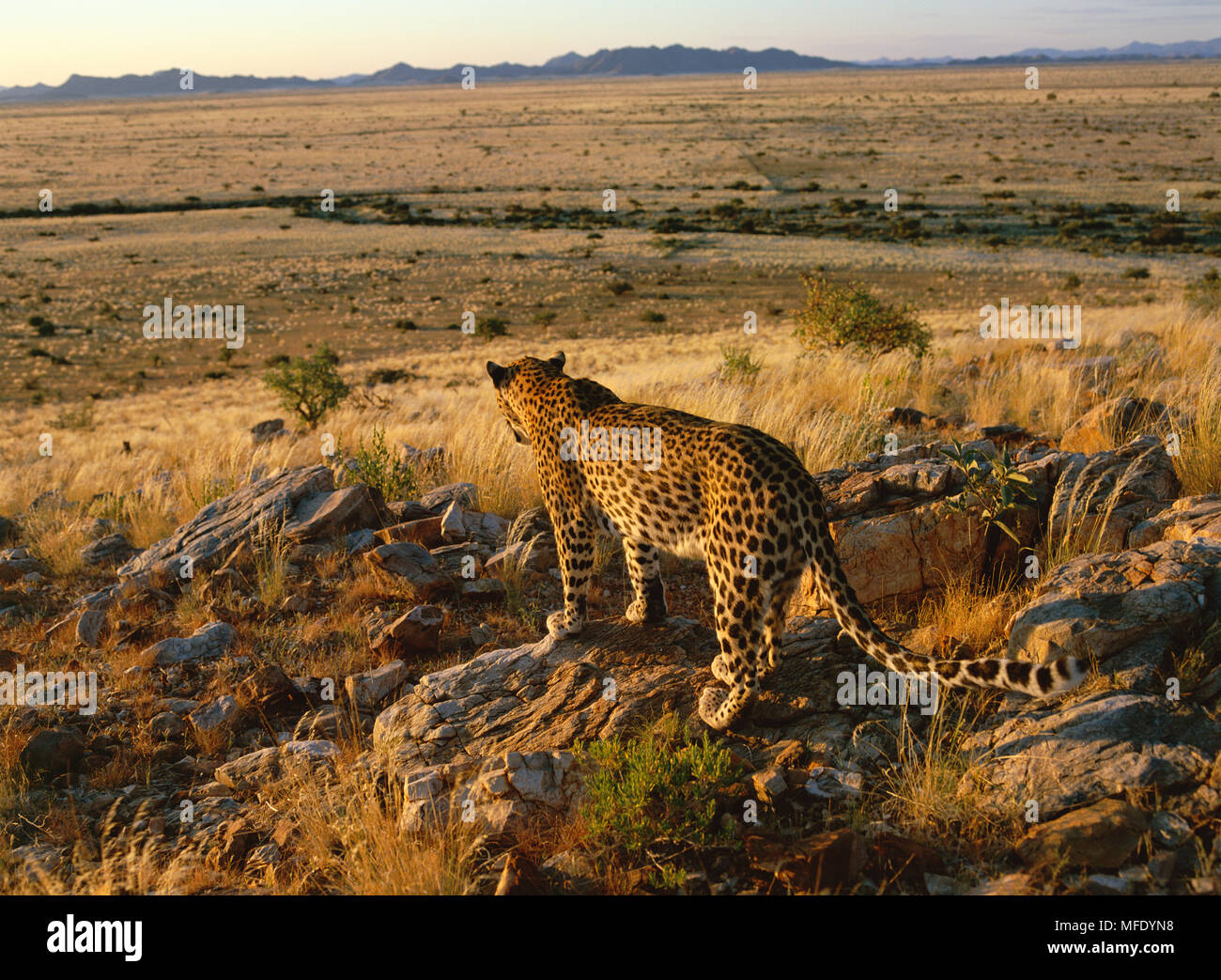 AFRICAN LEOPARD Panthera pardus Namib Nakluft Desert, Namibia Stock ...