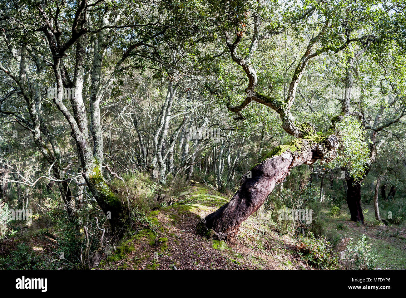 The beautiful rugged forrest in the interior of Corsica, France in ...