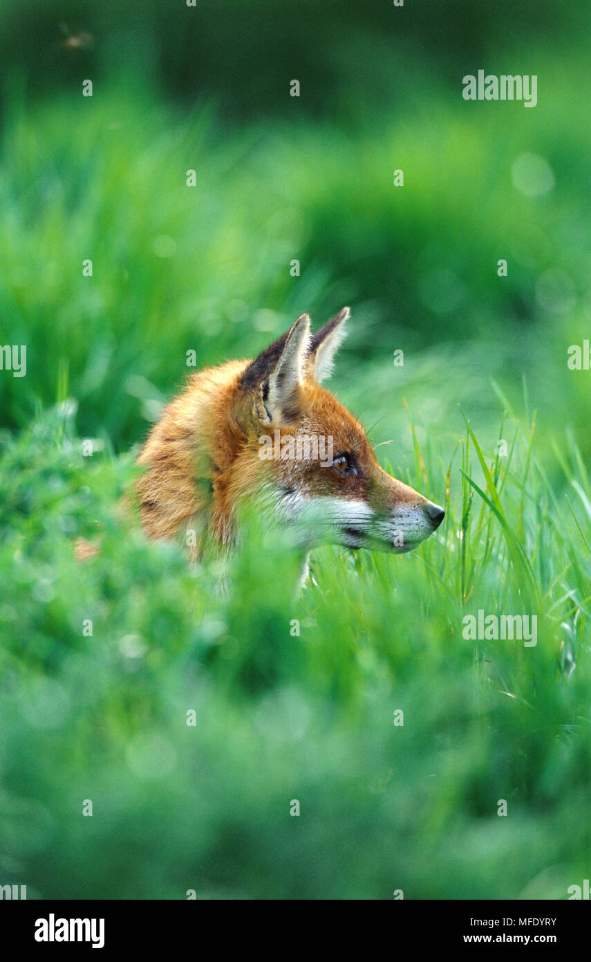 EUROPEAN RED FOX Vulpes vulpes UK Stock Photo - Alamy