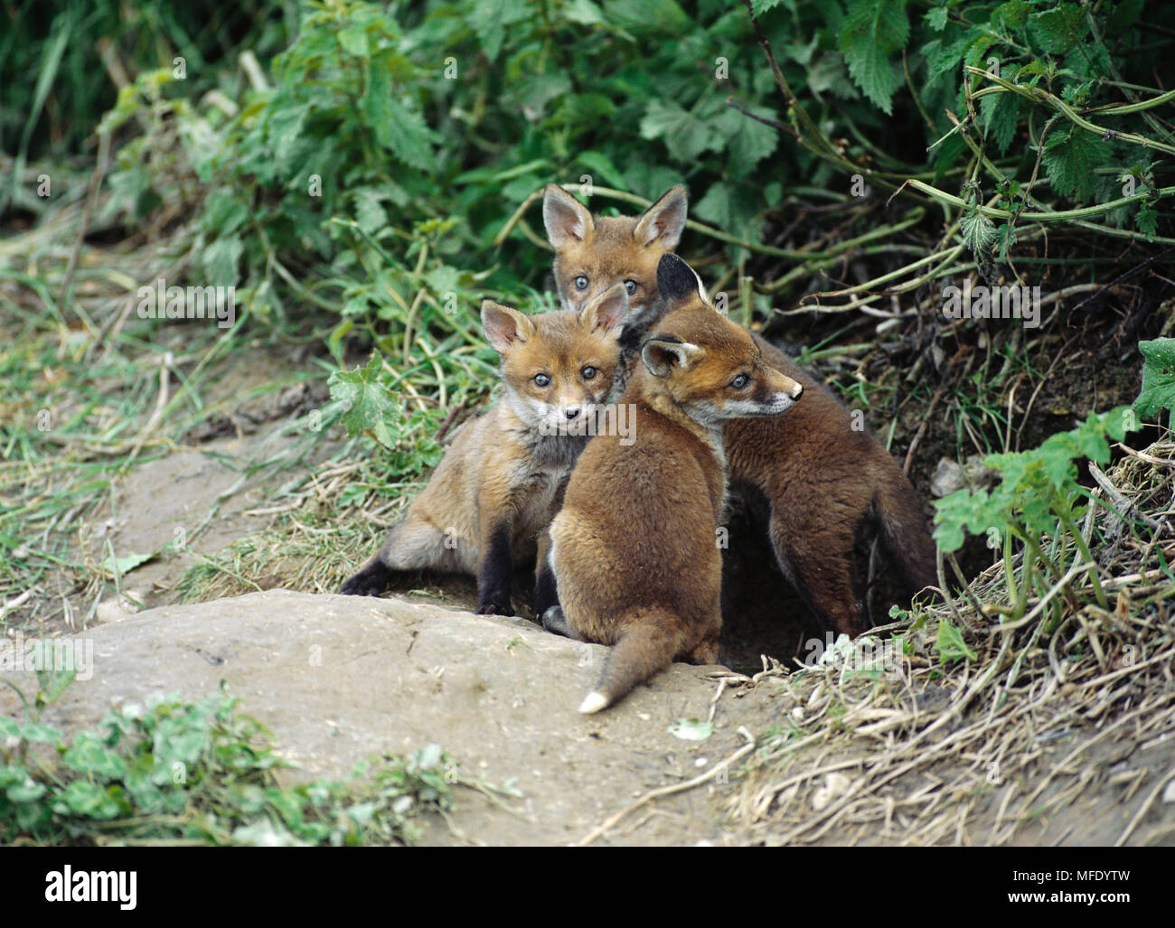 EUROPEAN RED FOX Vulpes vulpes cubs outside earth, UK Stock Photo - Alamy