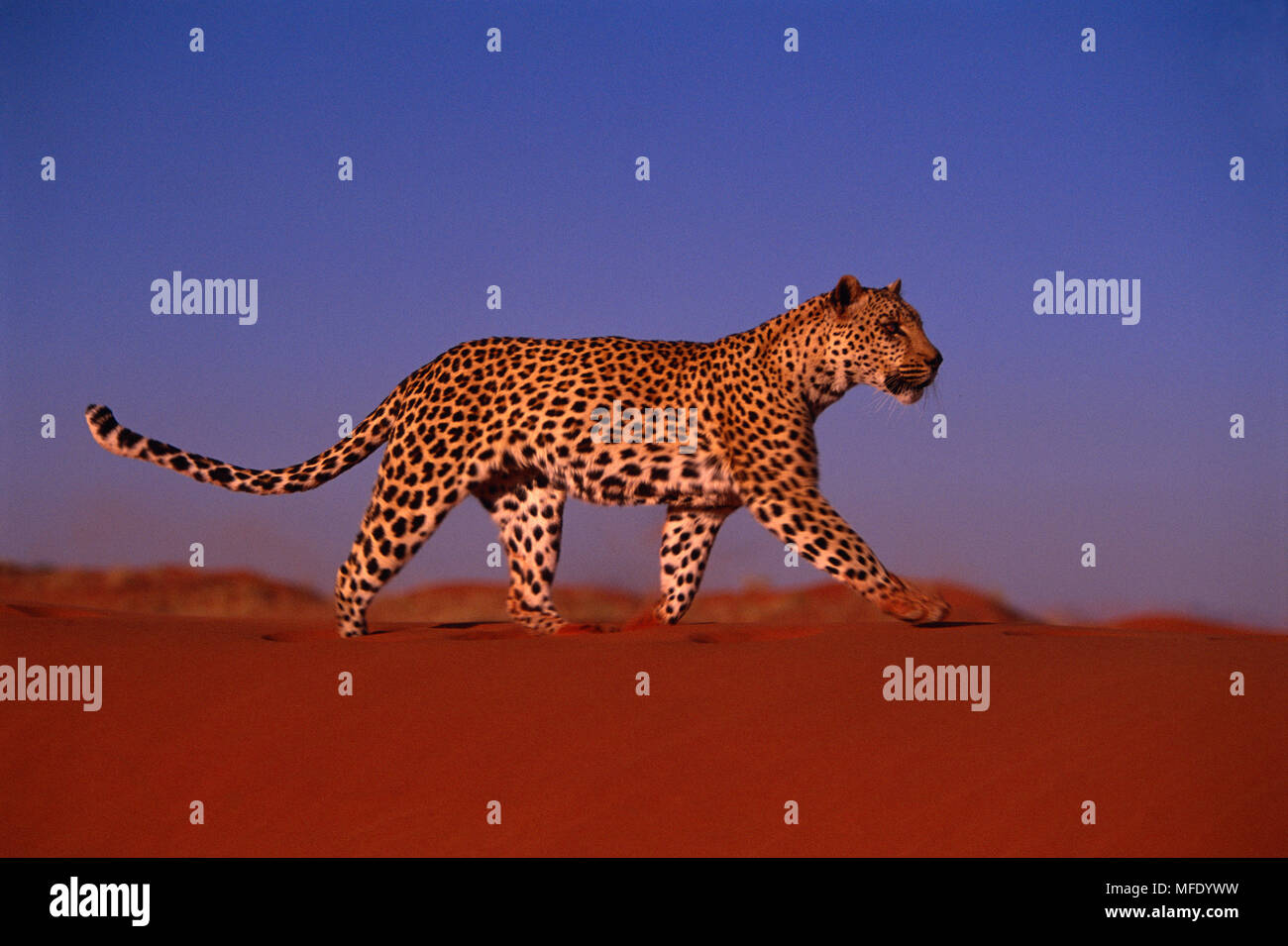 Namibia nakluft desert hi-res stock photography and images - Alamy
