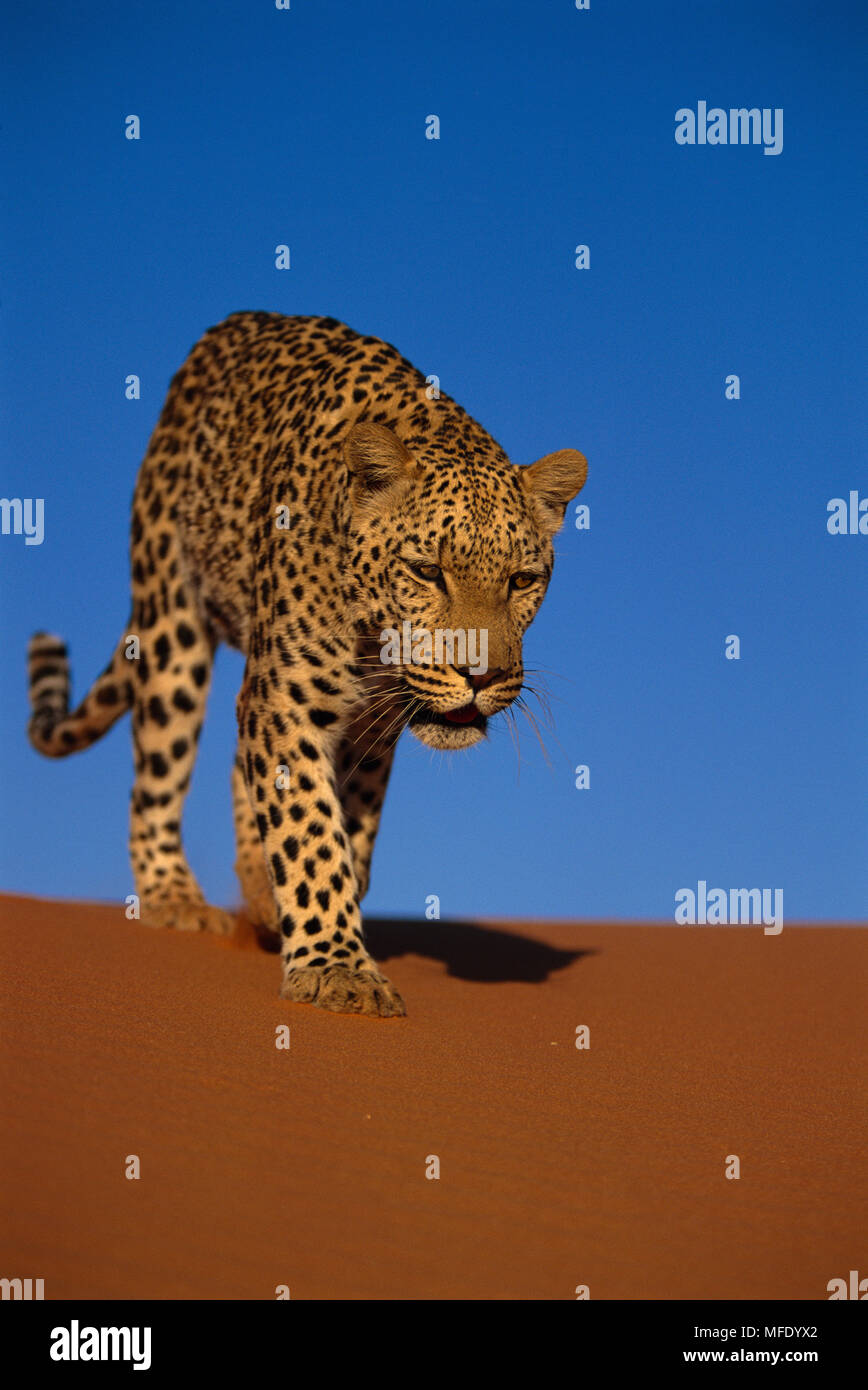 Namibia nakluft desert hi-res stock photography and images - Alamy