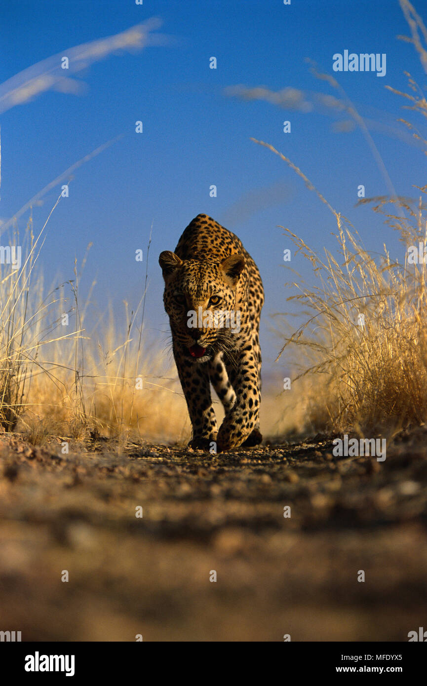 Namibia nakluft desert hi-res stock photography and images - Alamy