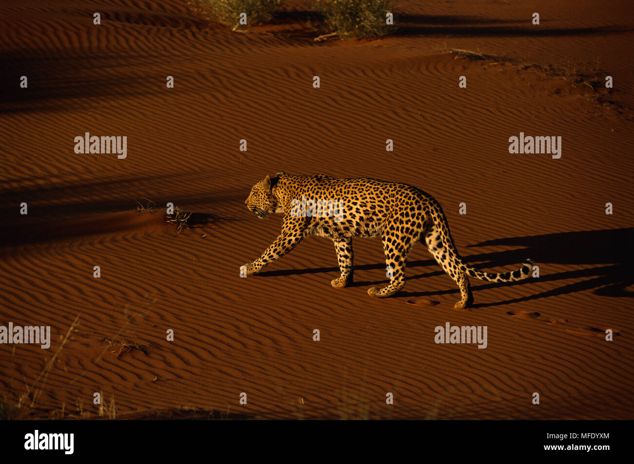 LEOPARD Panthera pardus Namib Nakluft Desert, Namibia Stock Photo - Alamy