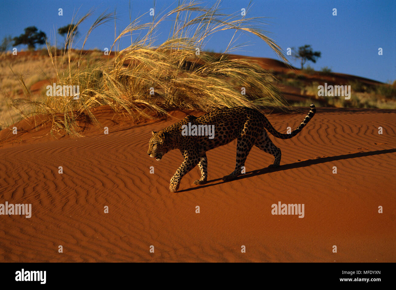 LEOPARD Panthera pardus Namib Nakluft Desert, Namibia Stock Photo - Alamy