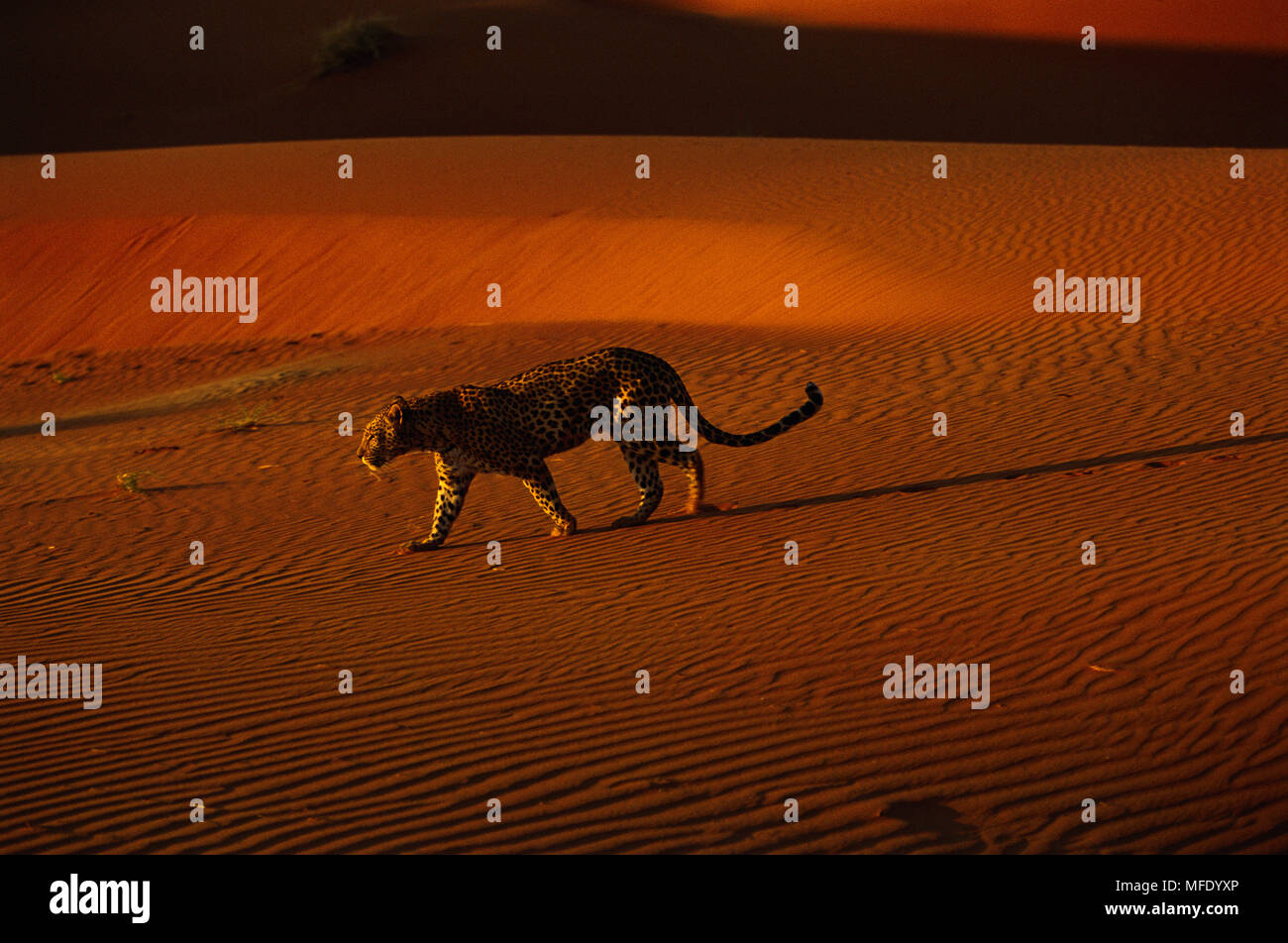 Namibia nakluft desert hi-res stock photography and images - Alamy