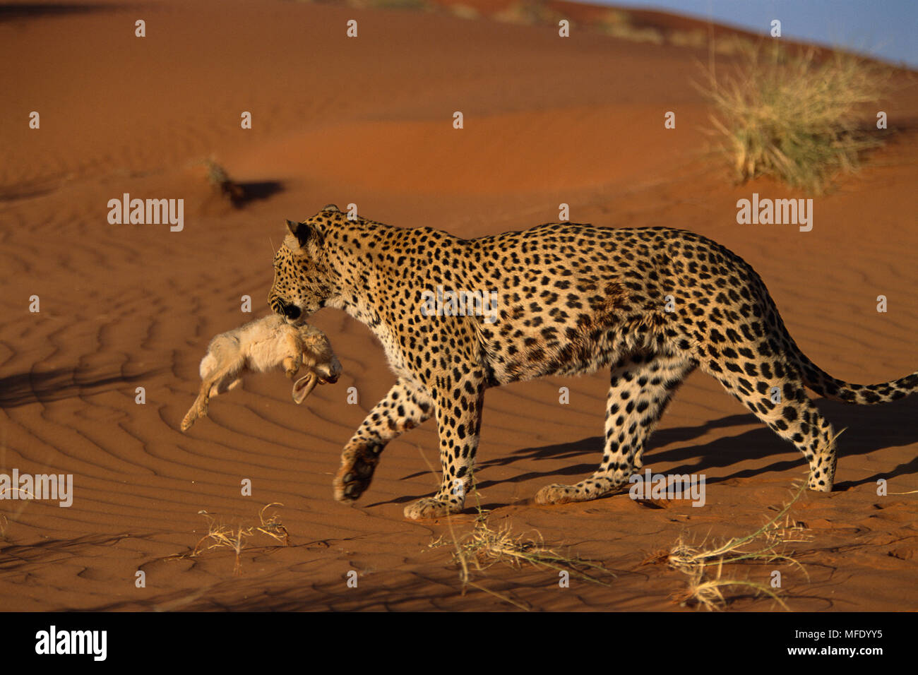 LEOPARD with hare Panthera pardus Namib Nakluft Desert, Namibia Stock ...