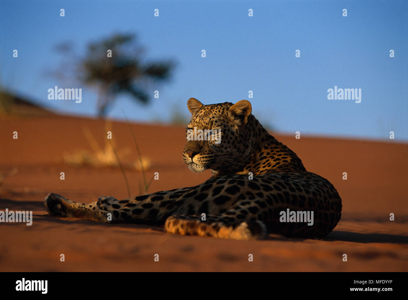 LEOPARD Panthera pardus Namib Nakluft Desert, Namibia Stock Photo - Alamy