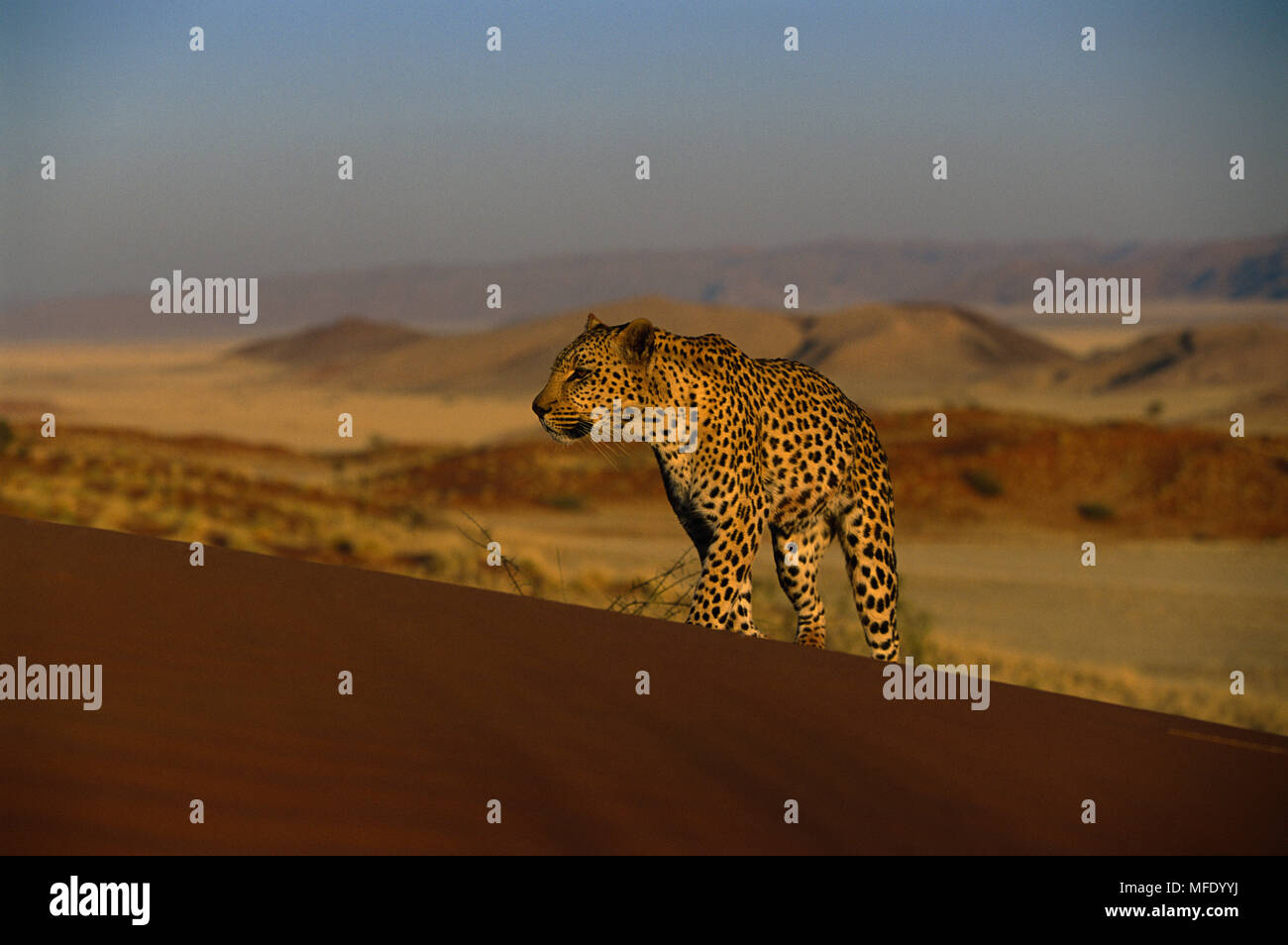 LEOPARD Panthera pardus Namib Nakluft Desert, Namibia Stock Photo - Alamy