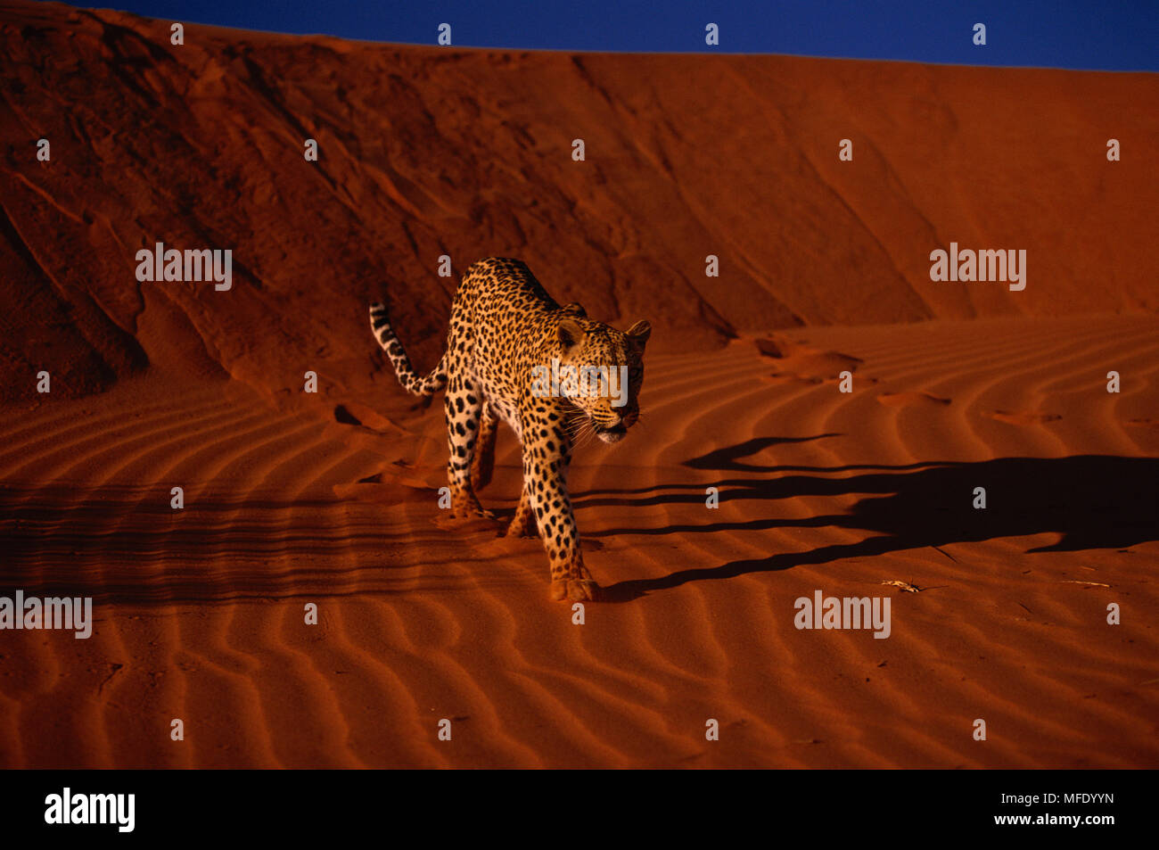 LEOPARD Panthera pardus Namib Nakluft Desert, Namibia Stock Photo - Alamy