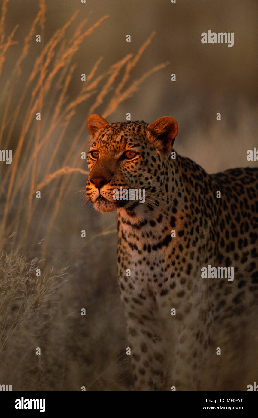 LEOPARD Panthera pardus Namib Nakluft Desert, Namibia Stock Photo - Alamy
