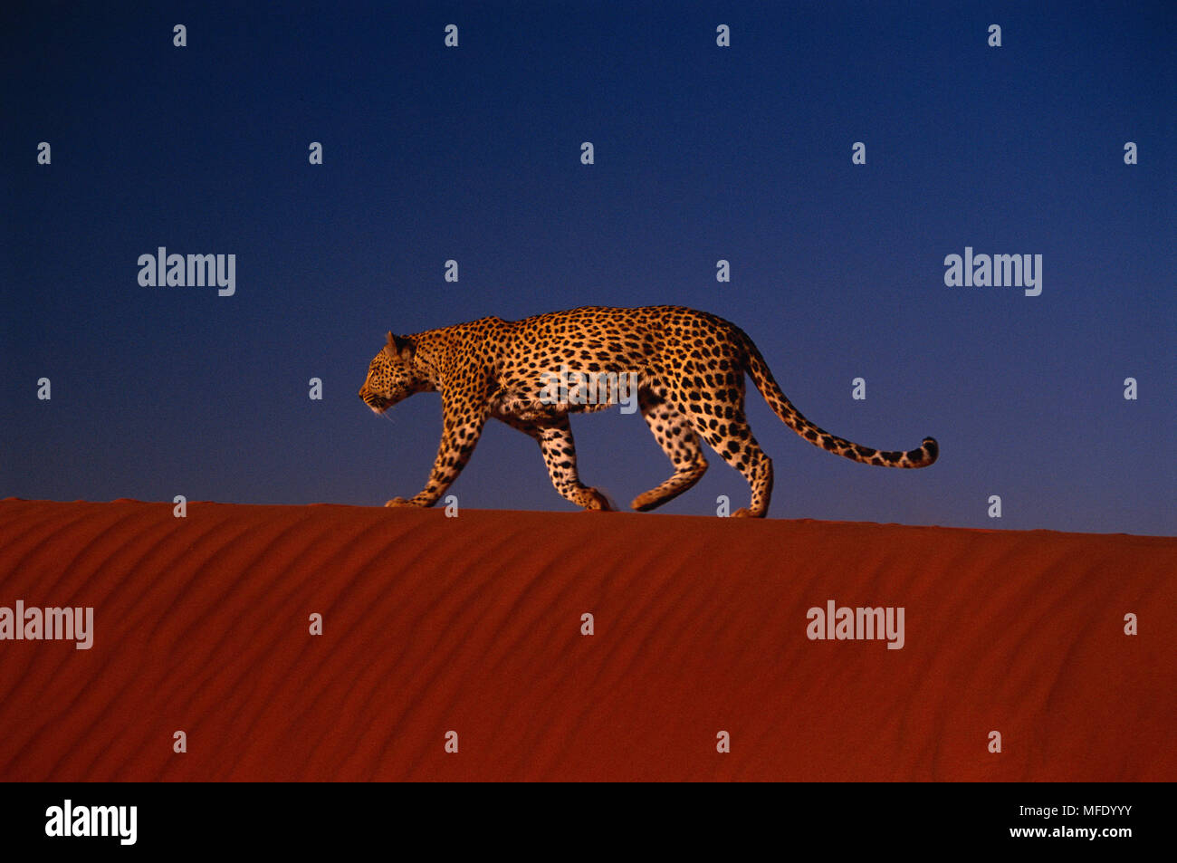 Namib nakluft desert hi-res stock photography and images - Alamy