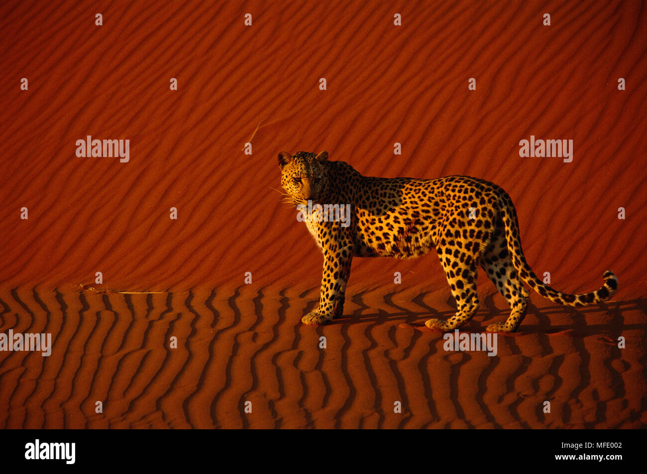 LEOPARD Panthera pardus Namib Nakluft Desert, Namibia Stock Photo - Alamy