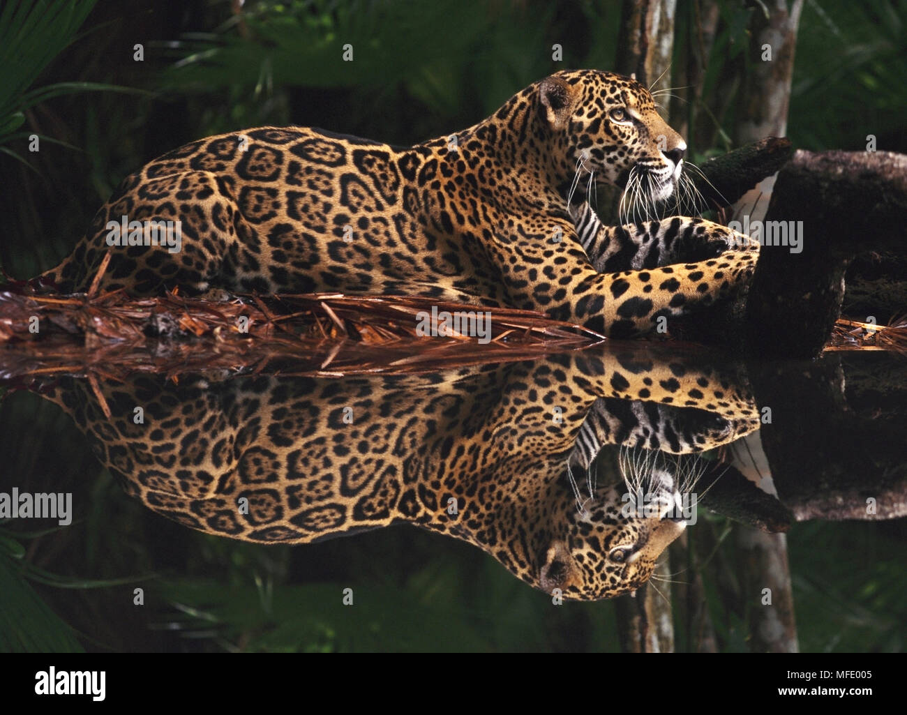 JAGUAR Panthera onca reflection in rainforest pool Digitally ...