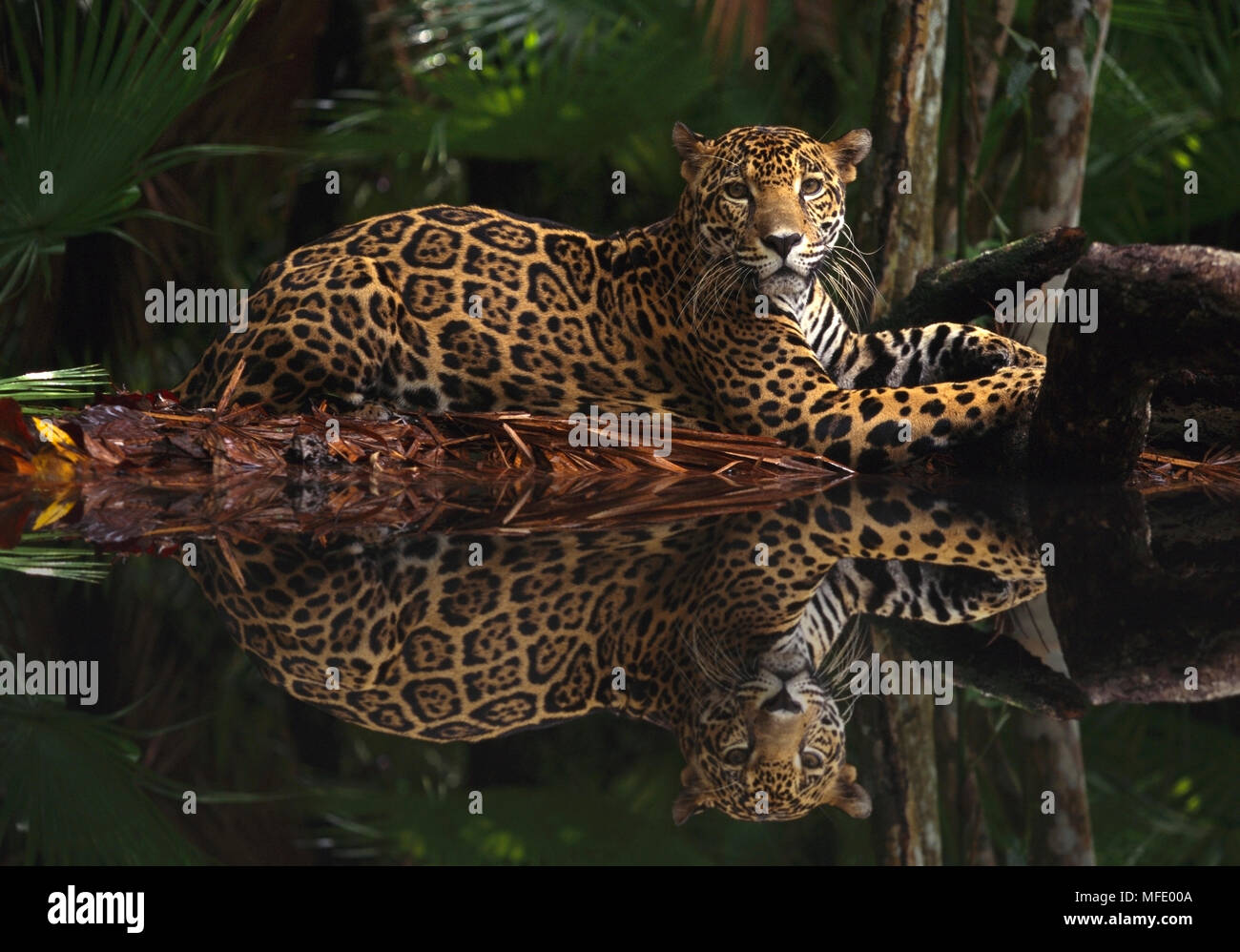 JAGUAR Panthera onca reflection in rainforest pool Digitally ...