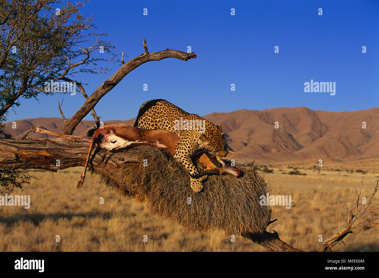 LEOPARD Panthera pardus eating Springbok kill in tree, Namibia Stock ...