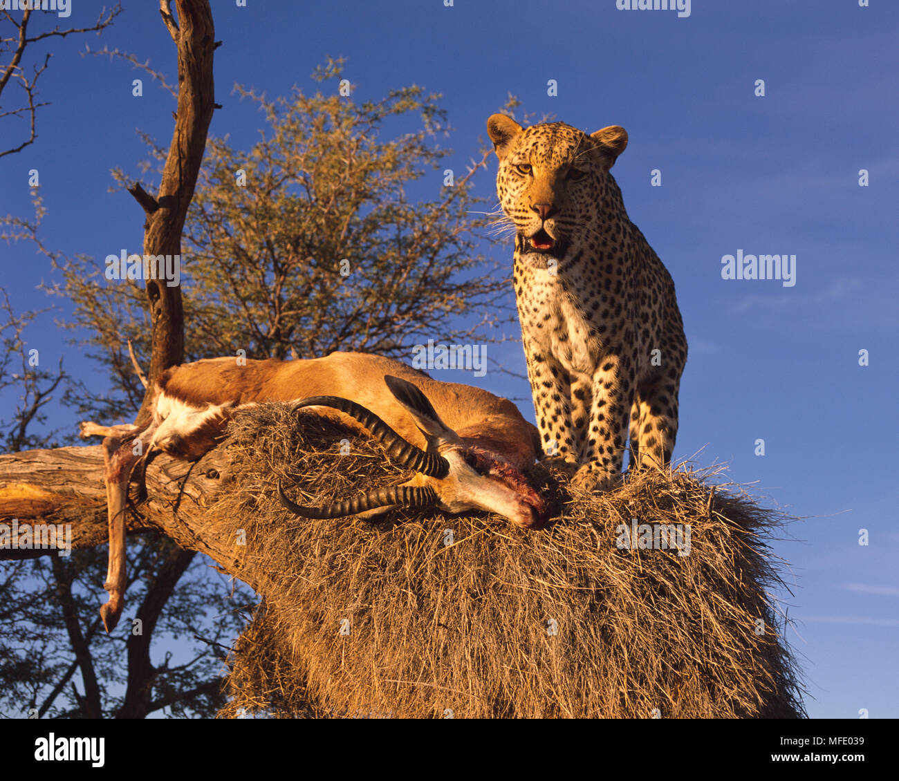 AFRICAN LEOPARD Panthera pardus with springbok in tree, Namibia Stock ...
