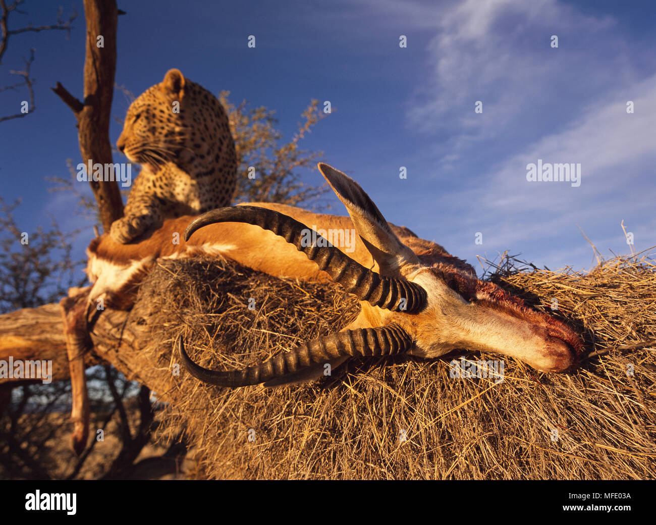 AFRICAN LEOPARD Panthera pardus with springbok in tree, Namibia Stock ...
