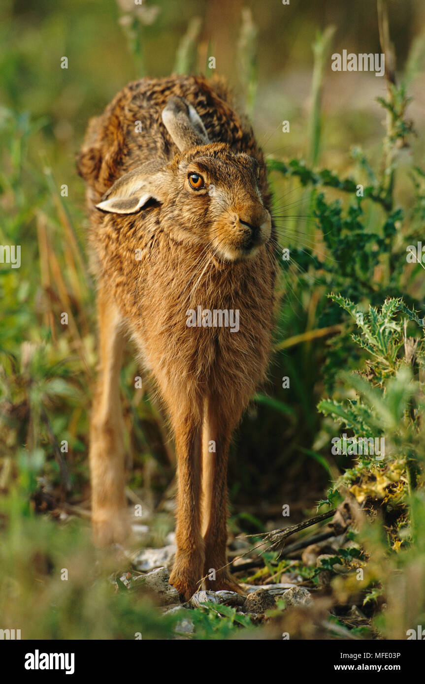 EUROPEAN BROWN HARE Lepus europaeus stretching, UK Stock Photo - Alamy