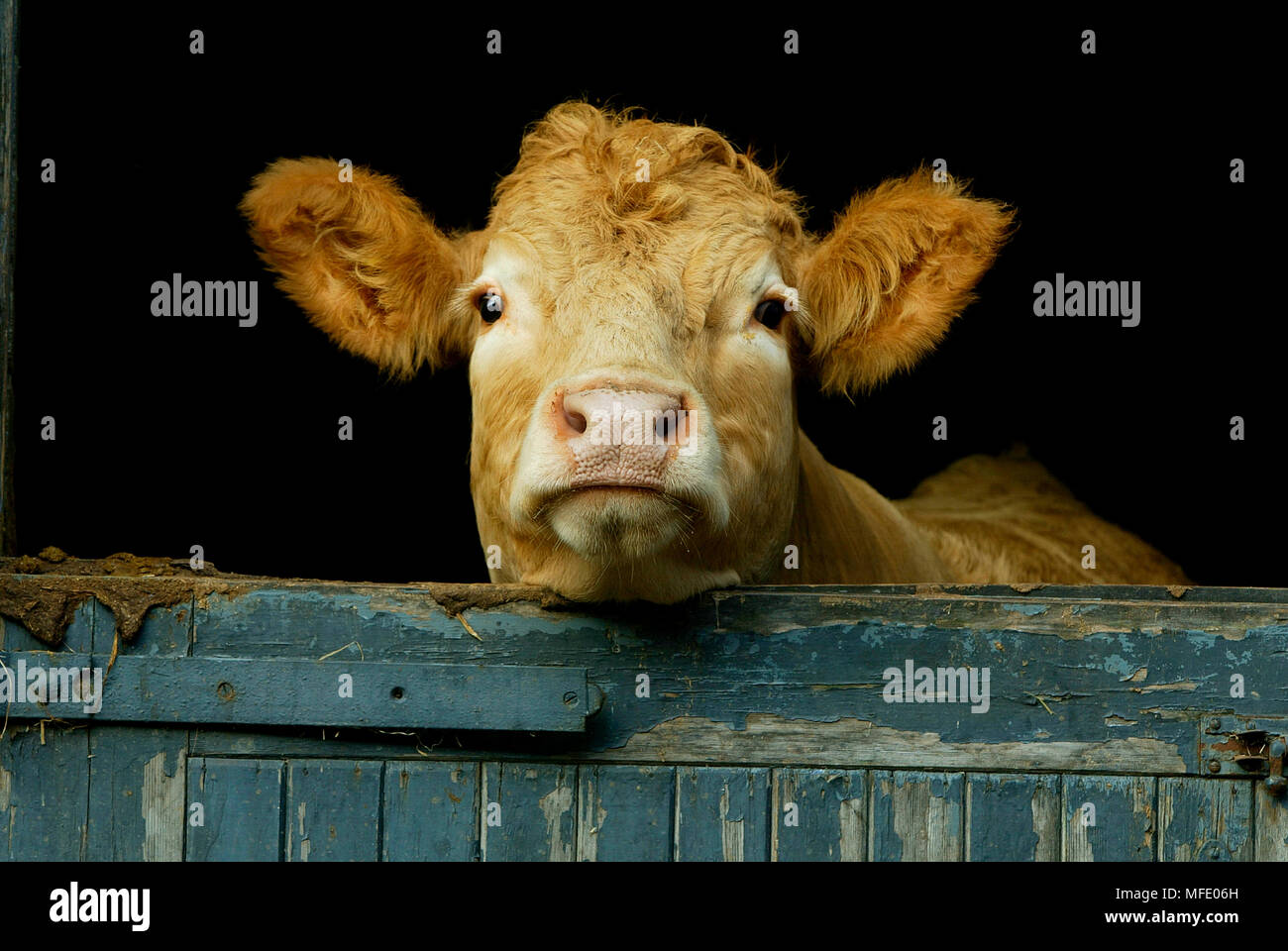 COW in barn UK Stock Photo - Alamy