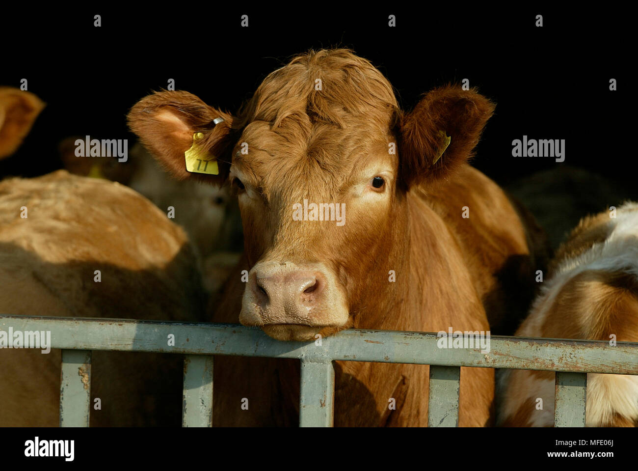 COW in barn UK Stock Photo - Alamy