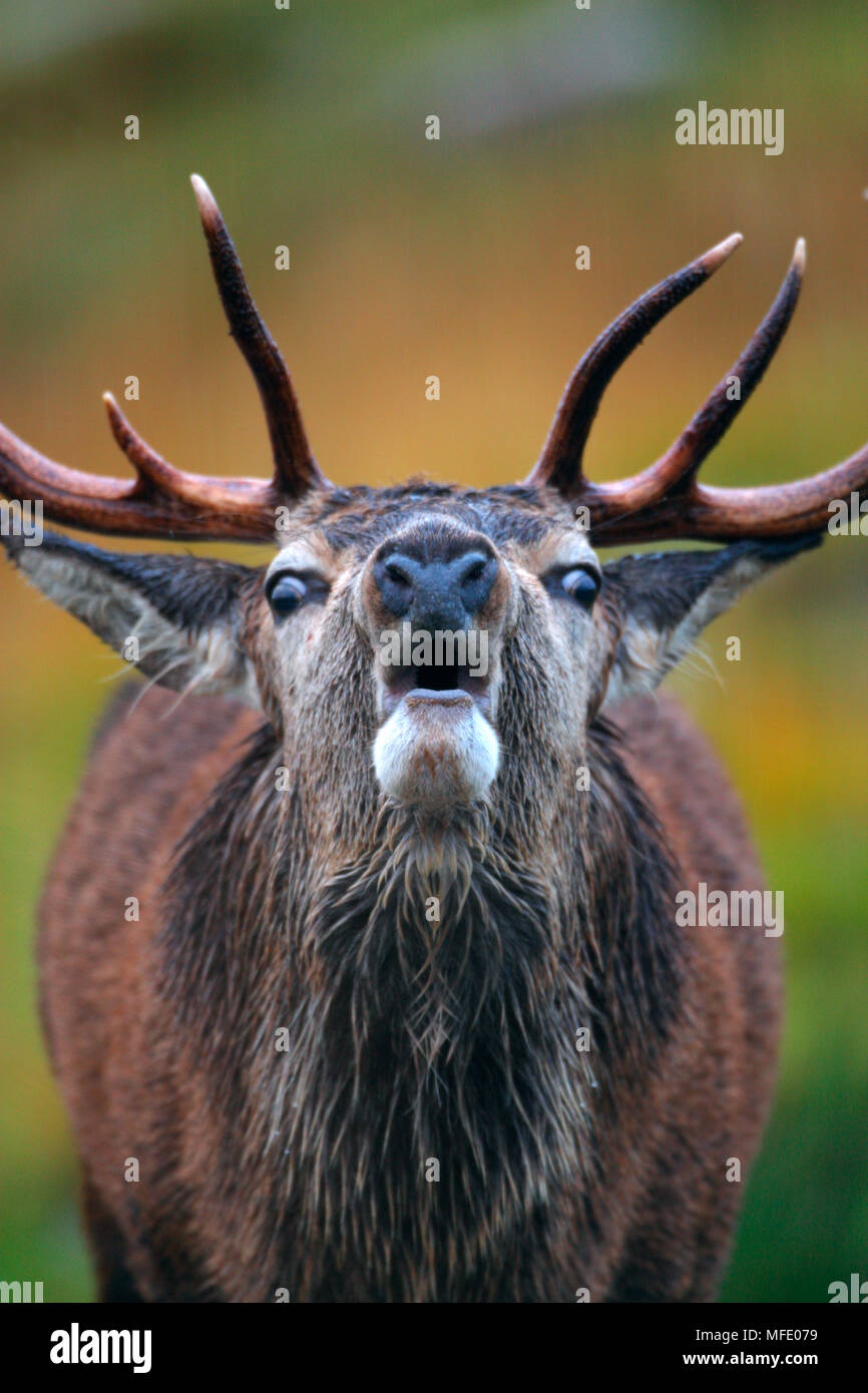 Red deer stag bugling hi-res stock photography and images - Alamy