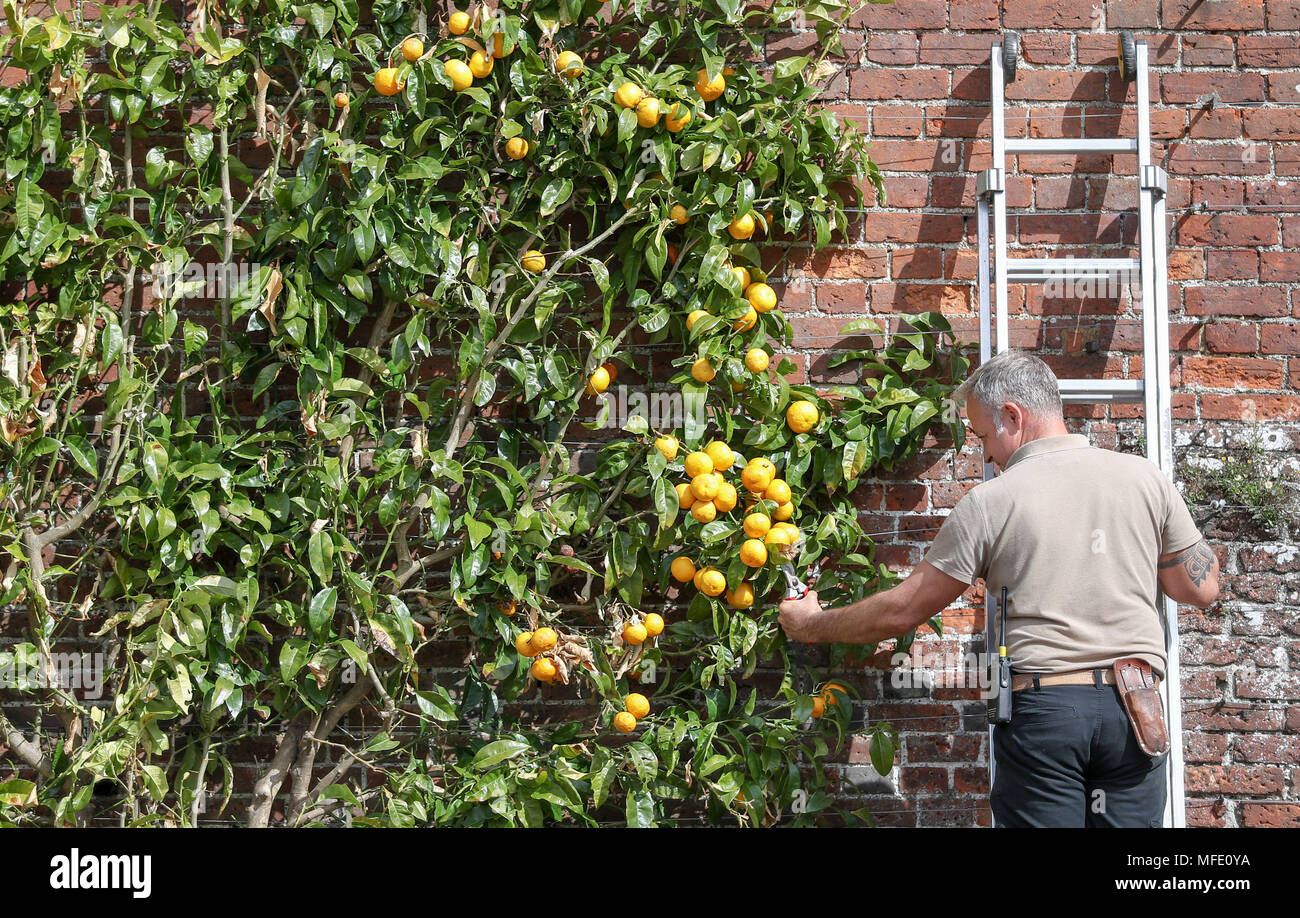 English Heritage gardener Nigel Brown, prunes an orange tree in the ...