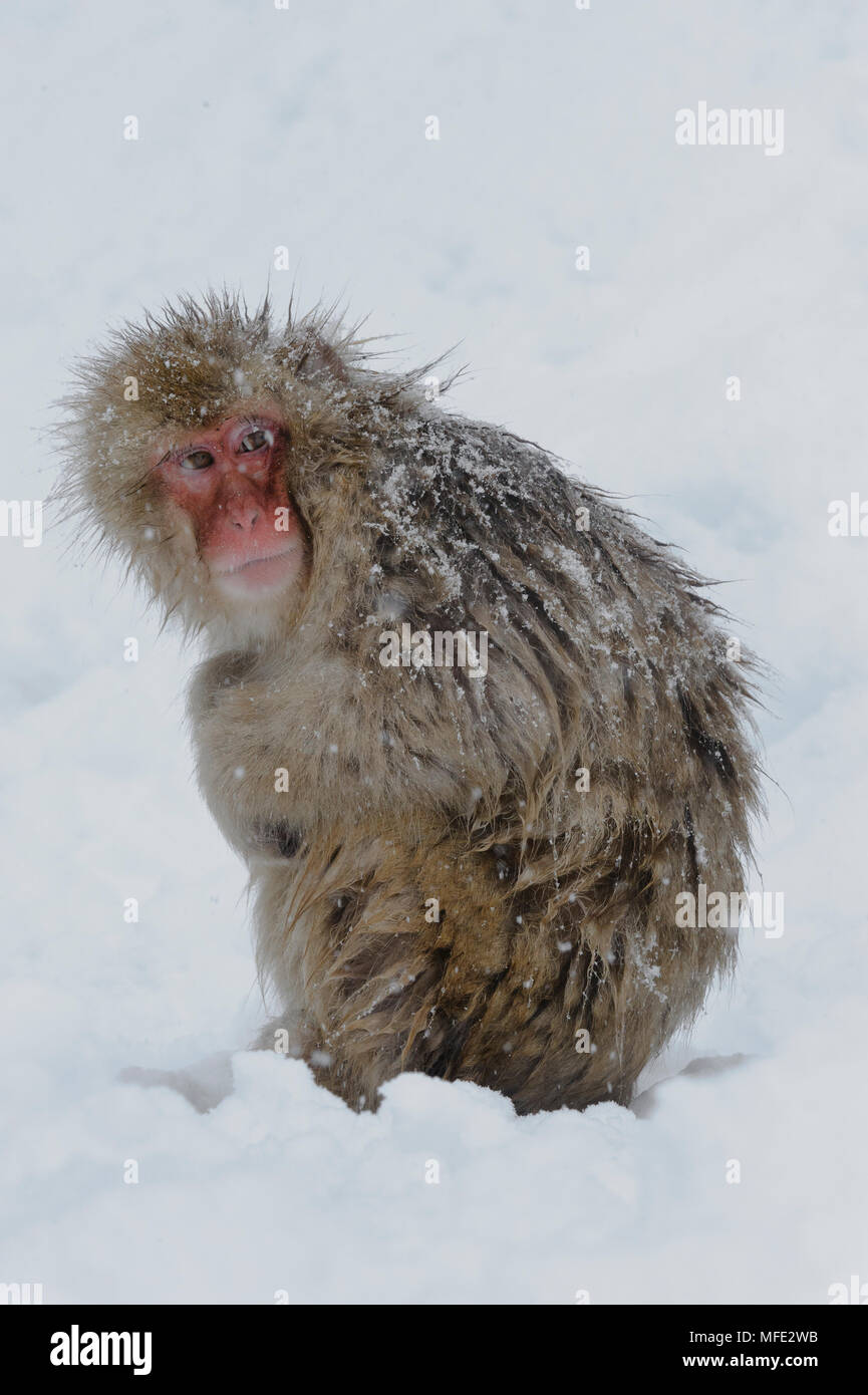 Macaca fuscata japan hi-res stock photography and images - Alamy