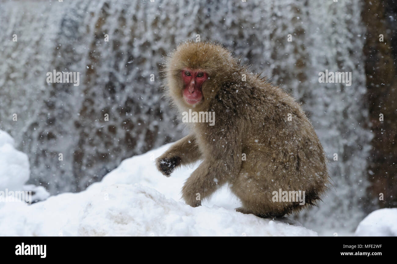 Snow monkey (Japanese macaque) in front of waterfall, Macaca fuscata ...