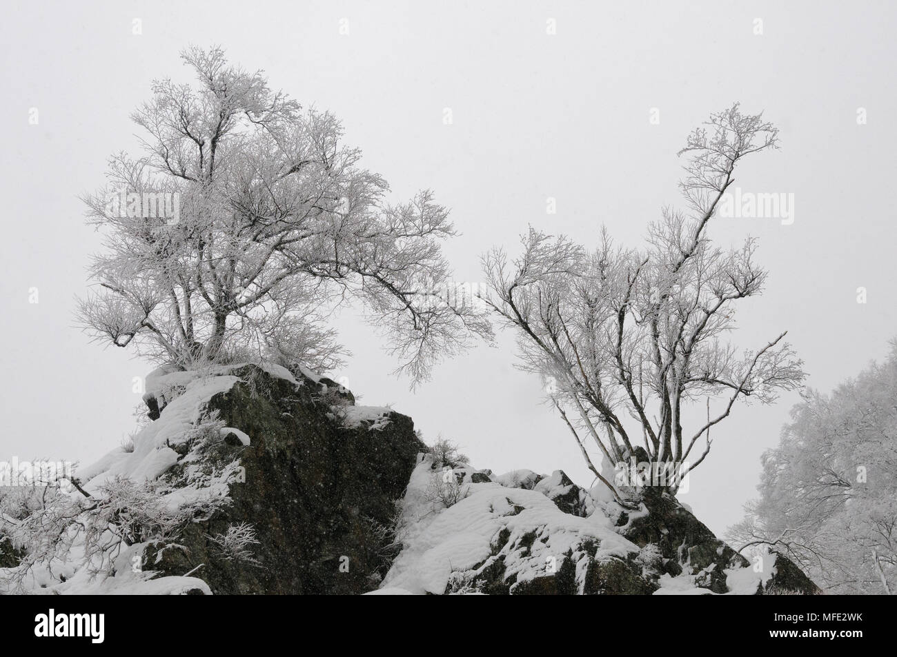 Frost and snow on trees, Japan Stock Photo - Alamy
