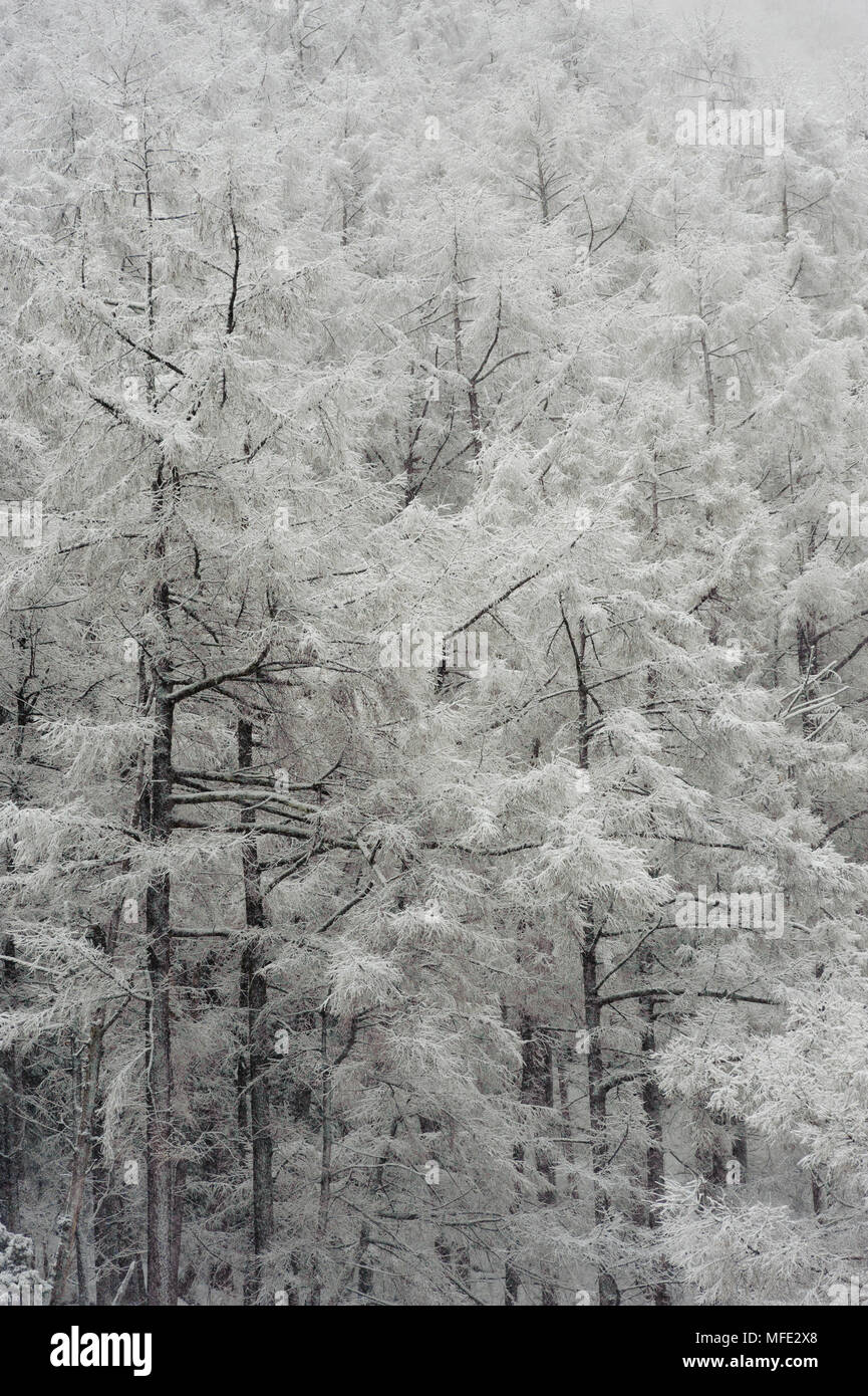 Trees in snowstorm Stock Photo - Alamy