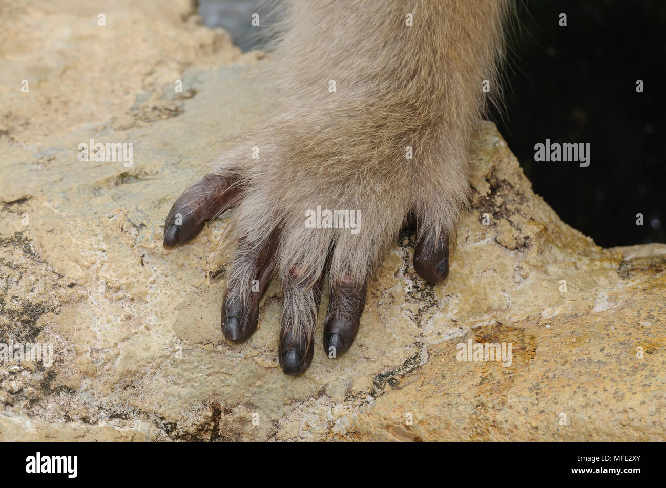 Snow monkey paw (Japanese macaque), Macaca fuscata; Japan Stock Photo ...