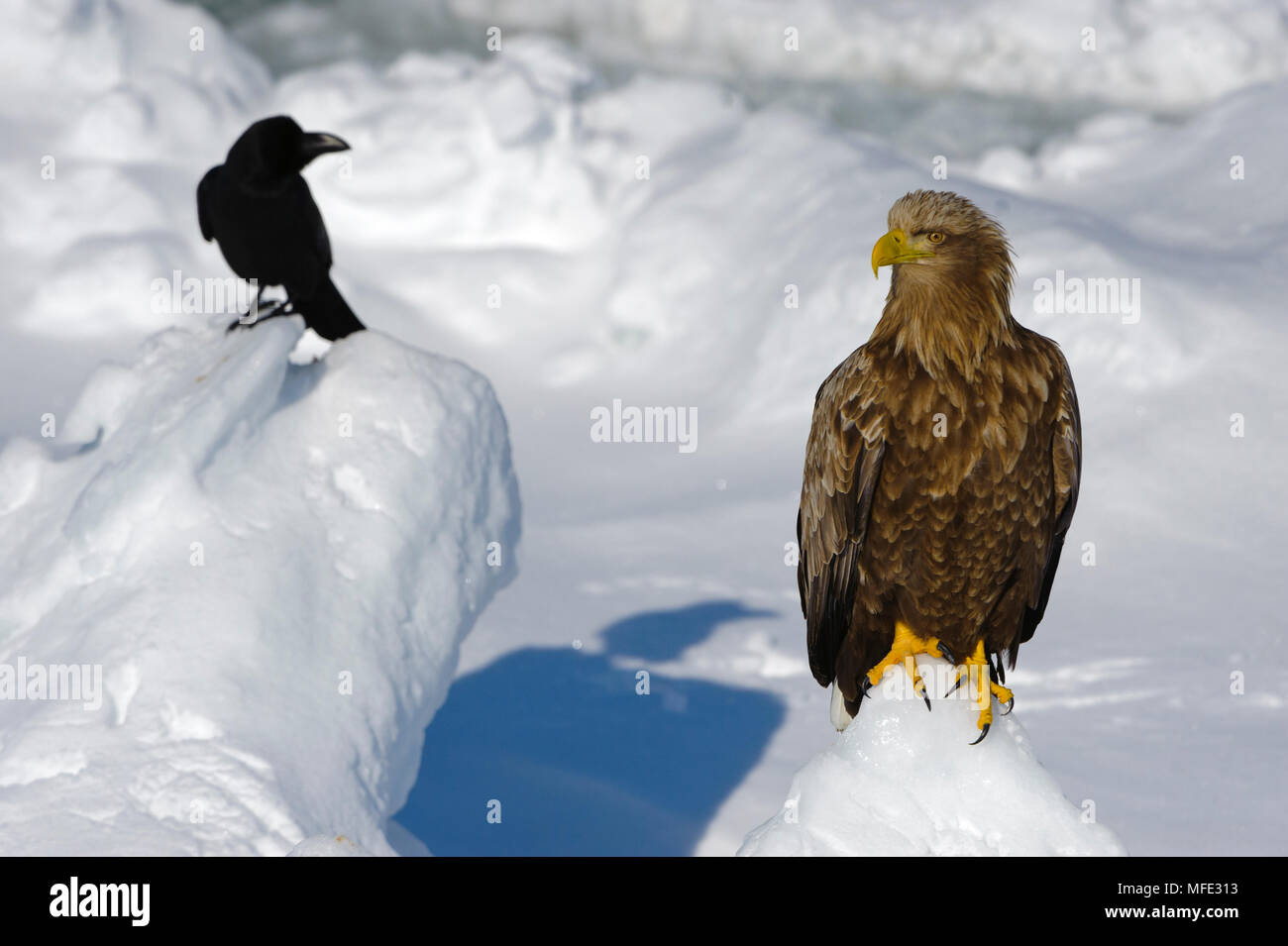 White-tailed eagle, Haliaeetus albicilla, and large-billed crow ...