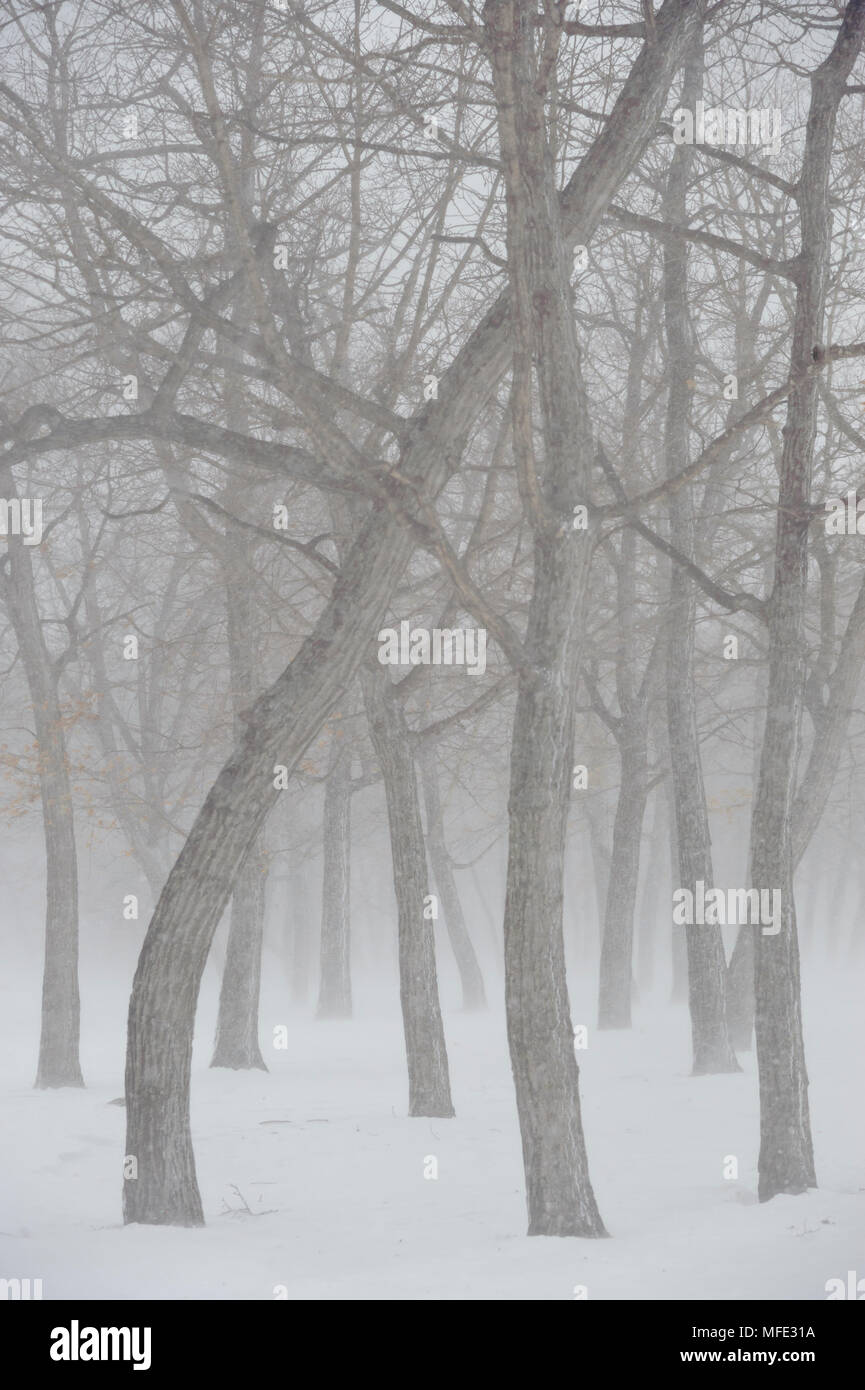 Trees in blizzard; Japan Stock Photo - Alamy