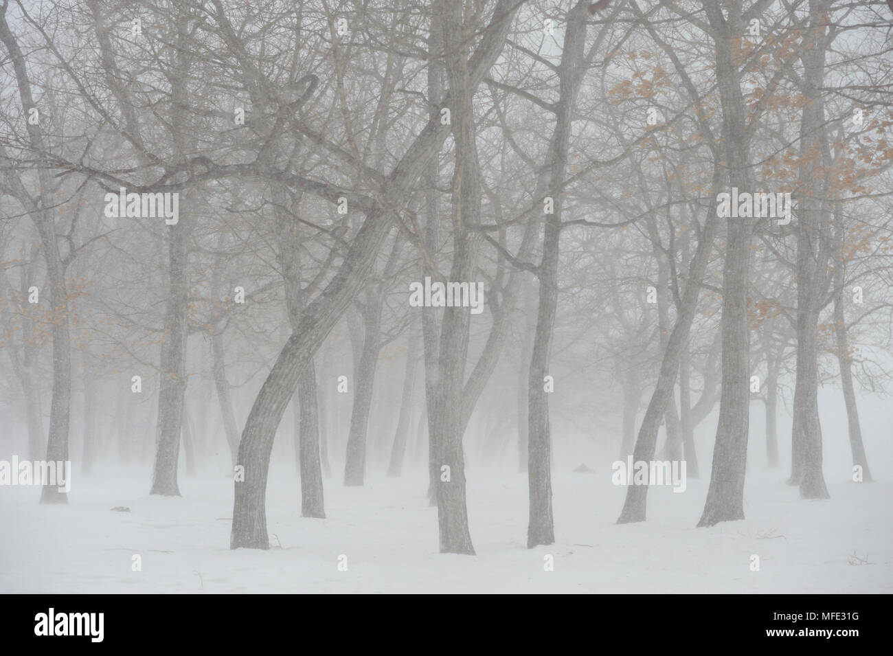 Trees in blizzard; Japan Stock Photo - Alamy