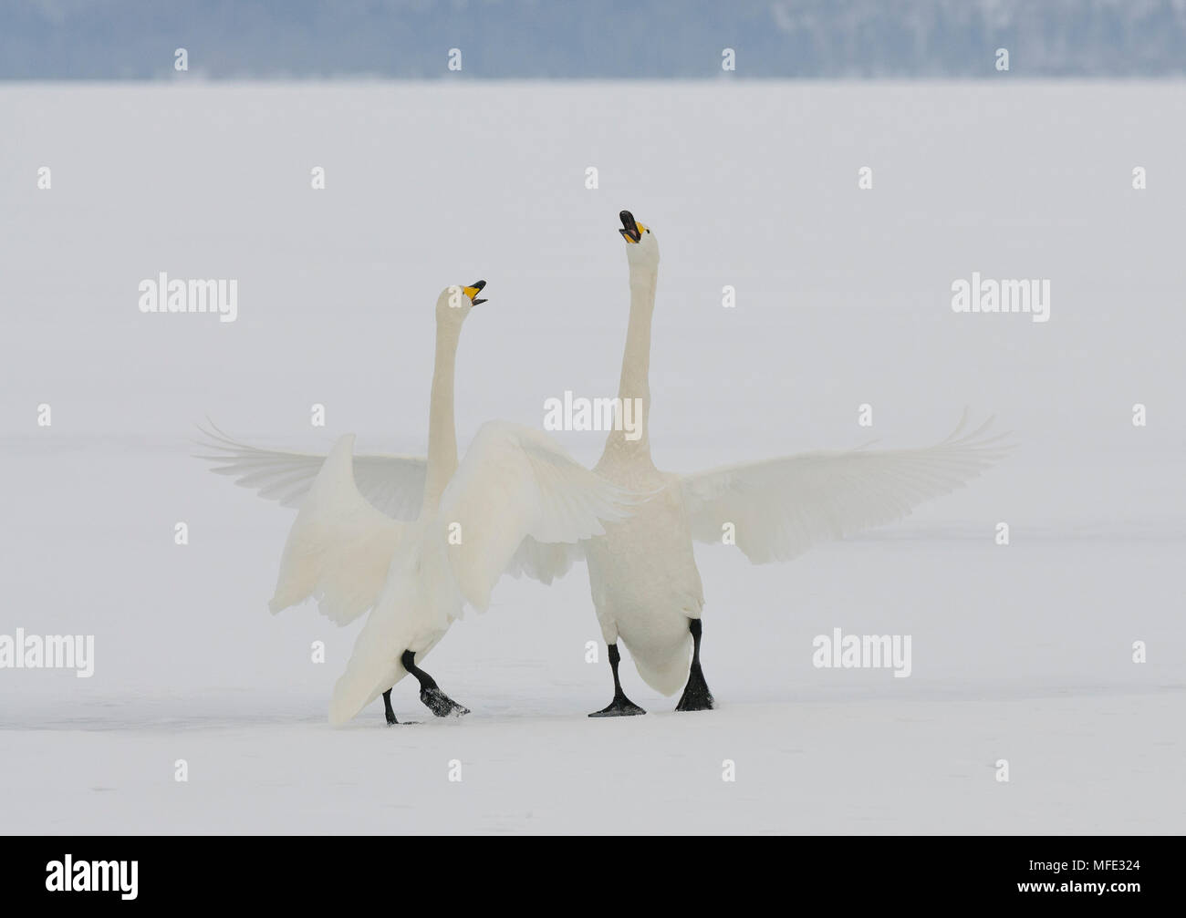 Crowned swans hi-res stock photography and images - Alamy