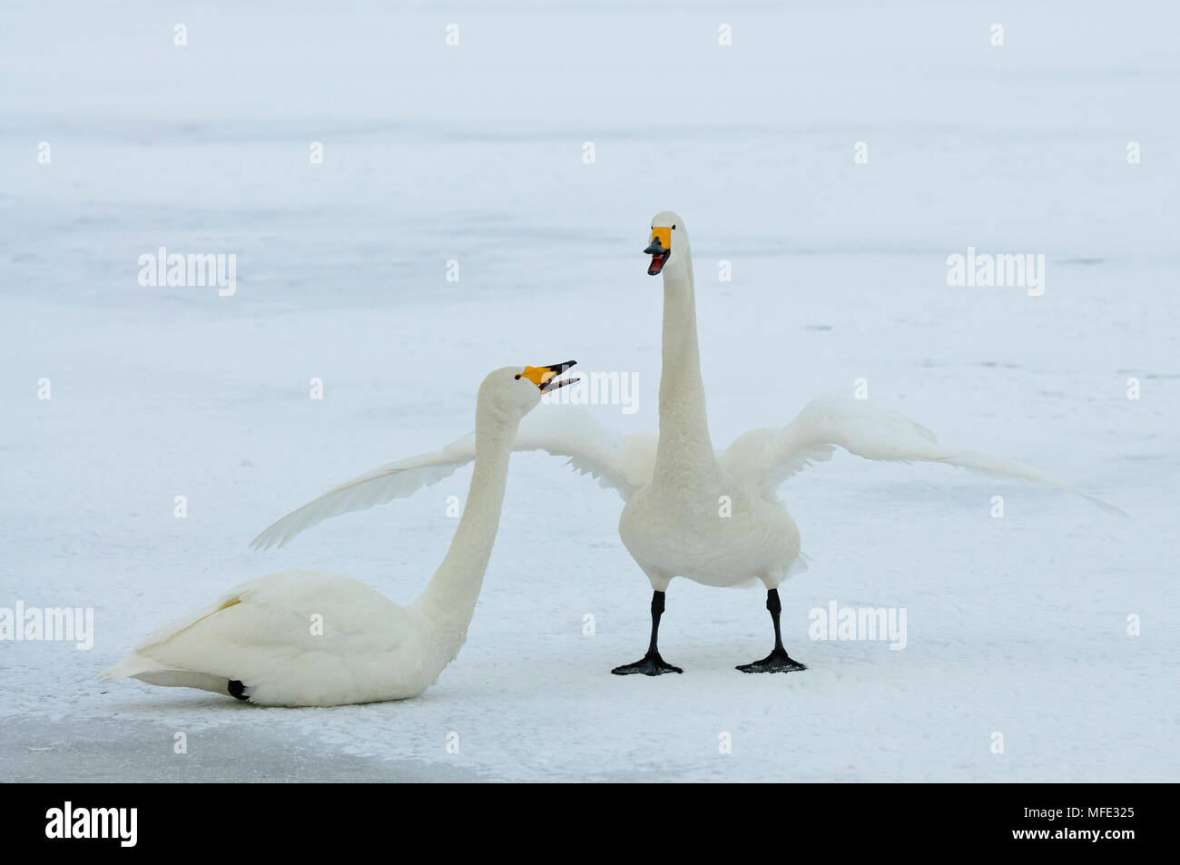 Crowned swans hi-res stock photography and images - Alamy