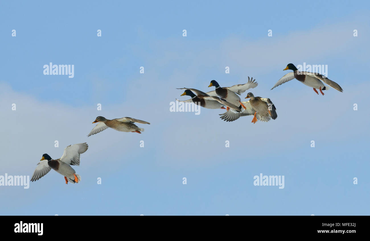Mallard ducks, Japan Stock Photo - Alamy