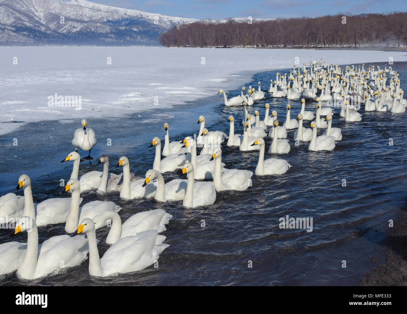 Whooper swans, Cygnus cygnus; Hokkaido, Japan Stock Photo - Alamy