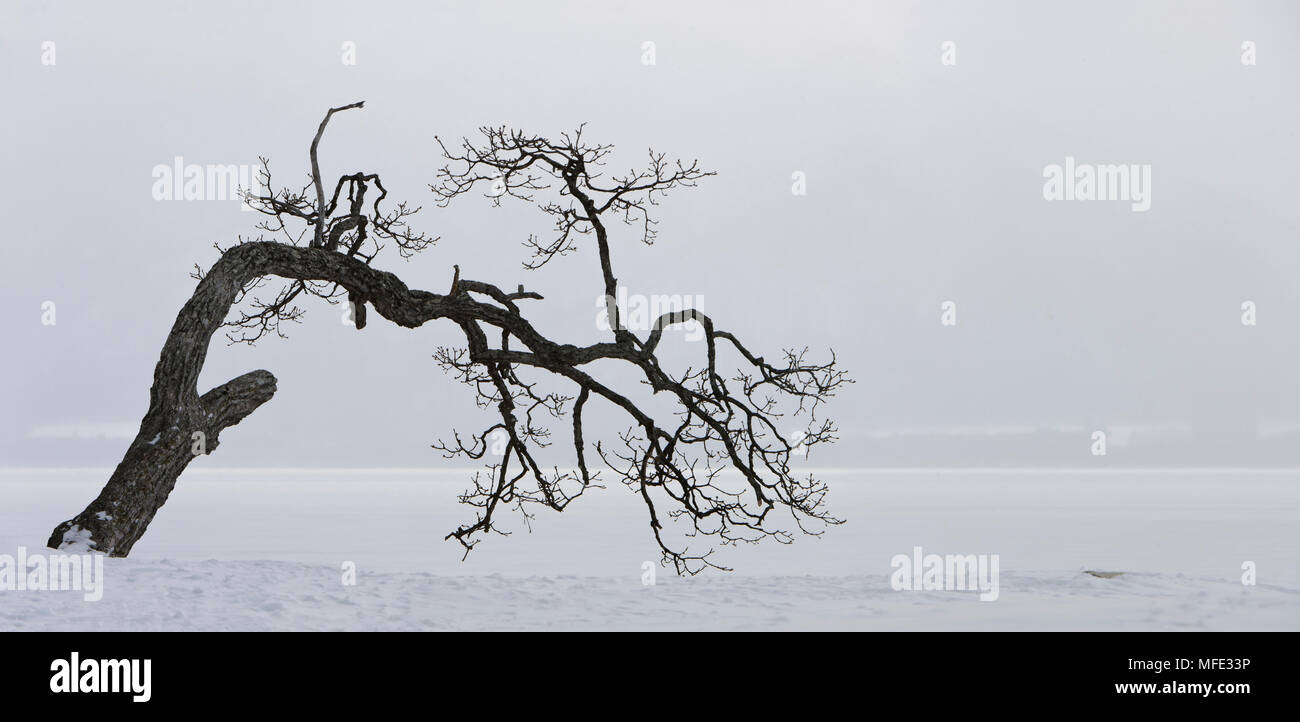 Tree in winter, Japan Stock Photo - Alamy
