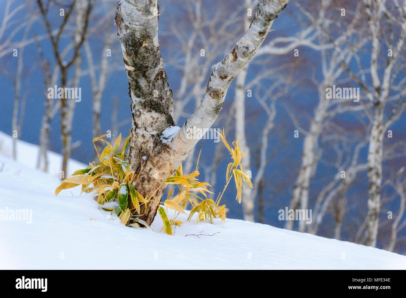 Tree in winter, Japan Stock Photo - Alamy