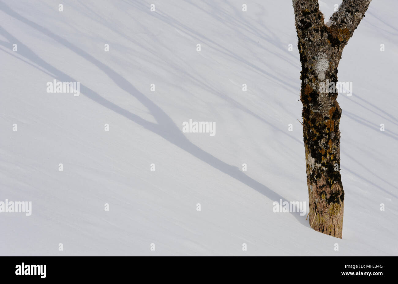 Tree in winter, Japan Stock Photo - Alamy