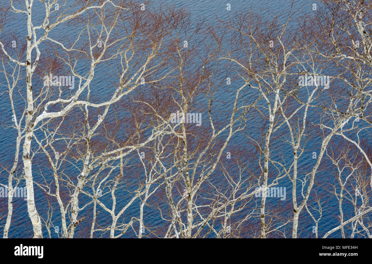 Japan winter trees hi-res stock photography and images - Alamy
