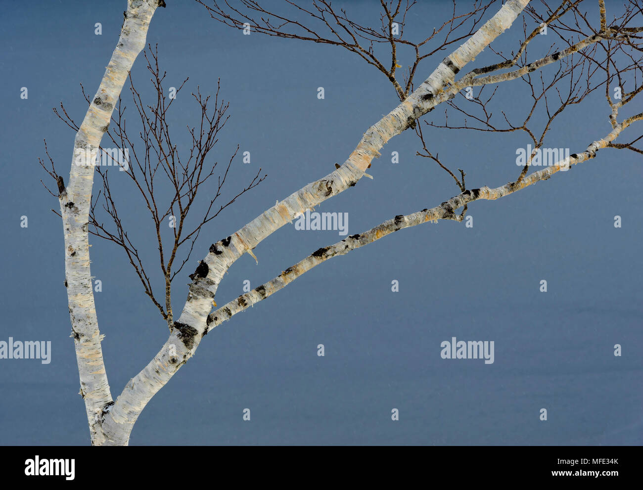 Tree in winter, Japan Stock Photo - Alamy