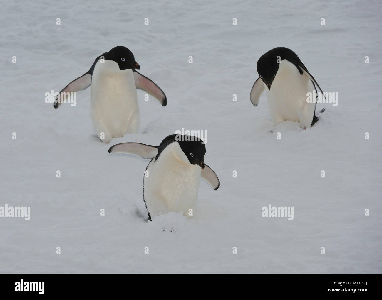 Adelia penguins, Pygoscelis adeliae; Antarctica Peninsula, Antarctica ...