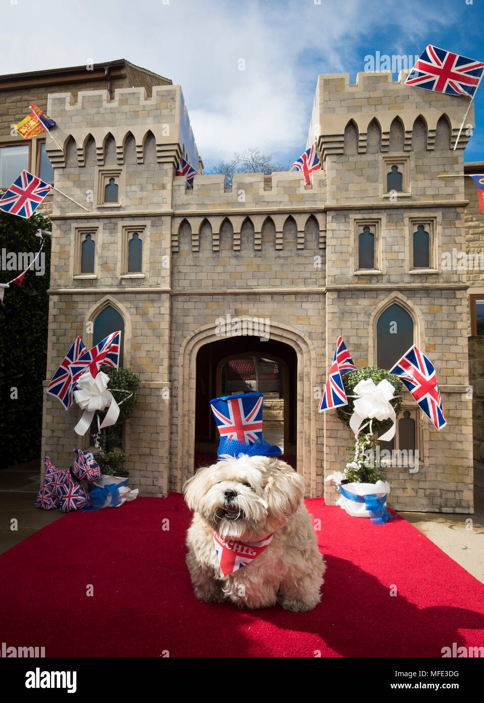 Archie the Lhasa Apso and his new kennel, a replica of Windsor Castle ...