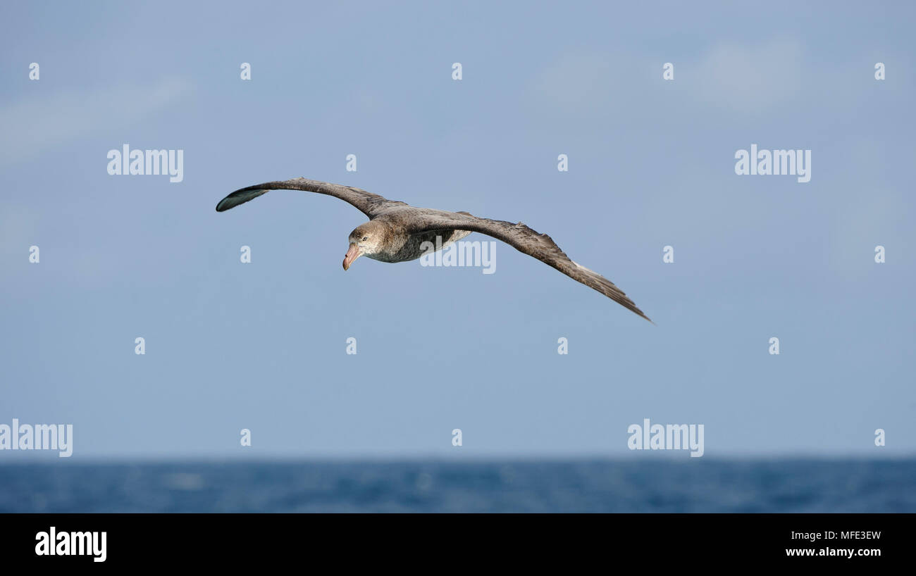 Petrel in flight hi-res stock photography and images - Alamy